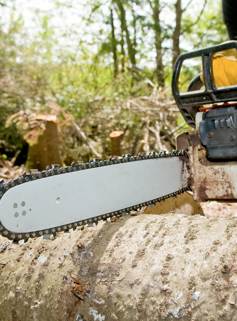 Tree Galls Treatment & Management in Ellisville, MO